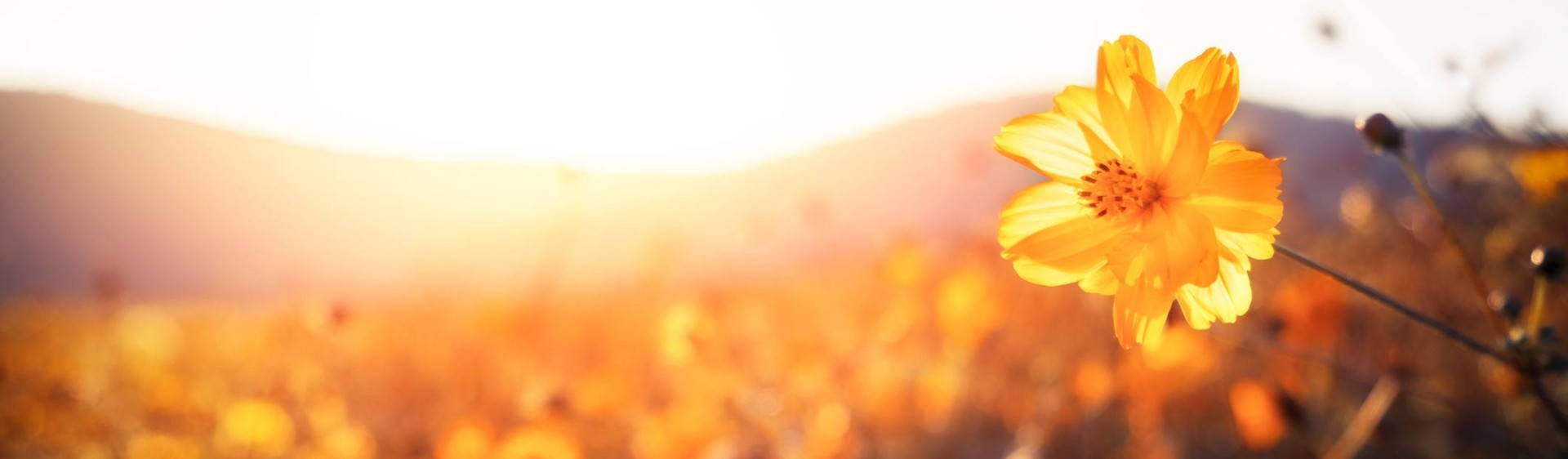 Renew Your Vision for the New Year - Washington Eye Specialists